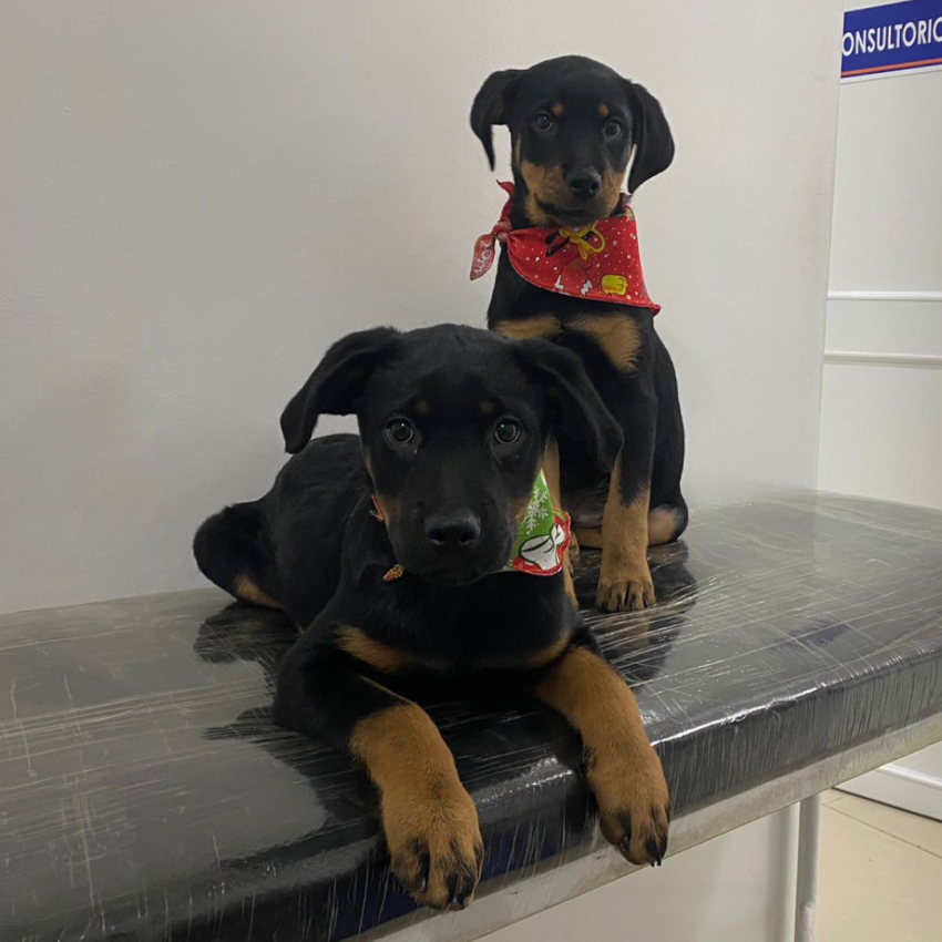 Los Rottweiler y Tips que debes saber. – Dog Rehab Colombia