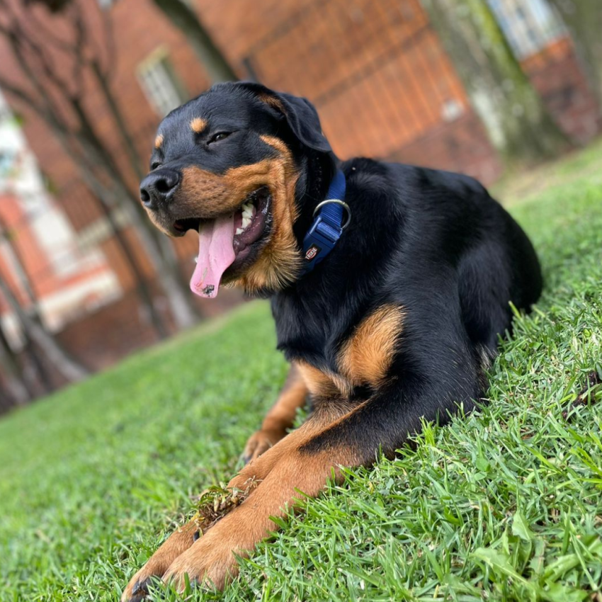 Los Rottweiler y Tips que debes saber. – Dog Rehab Colombia